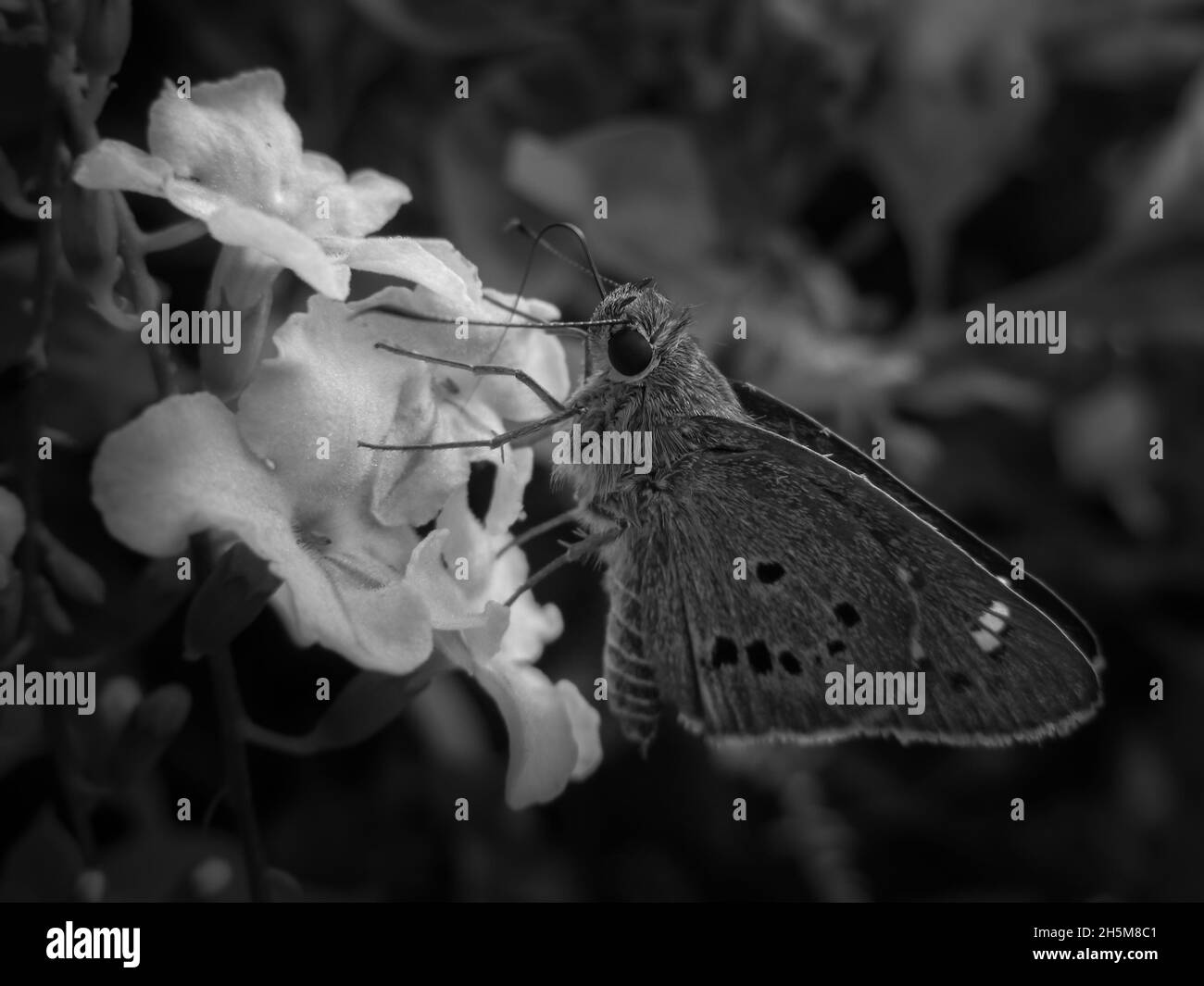 Closeup grayscale of a butterfly pollinating on the blossomed flowers ...
