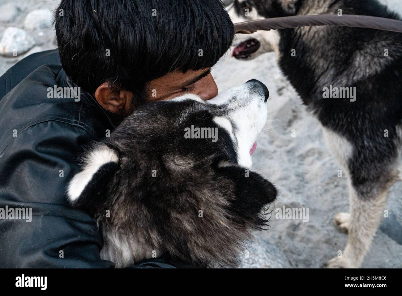 Man hugging siberian husky hi-res stock photography and images - Alamy