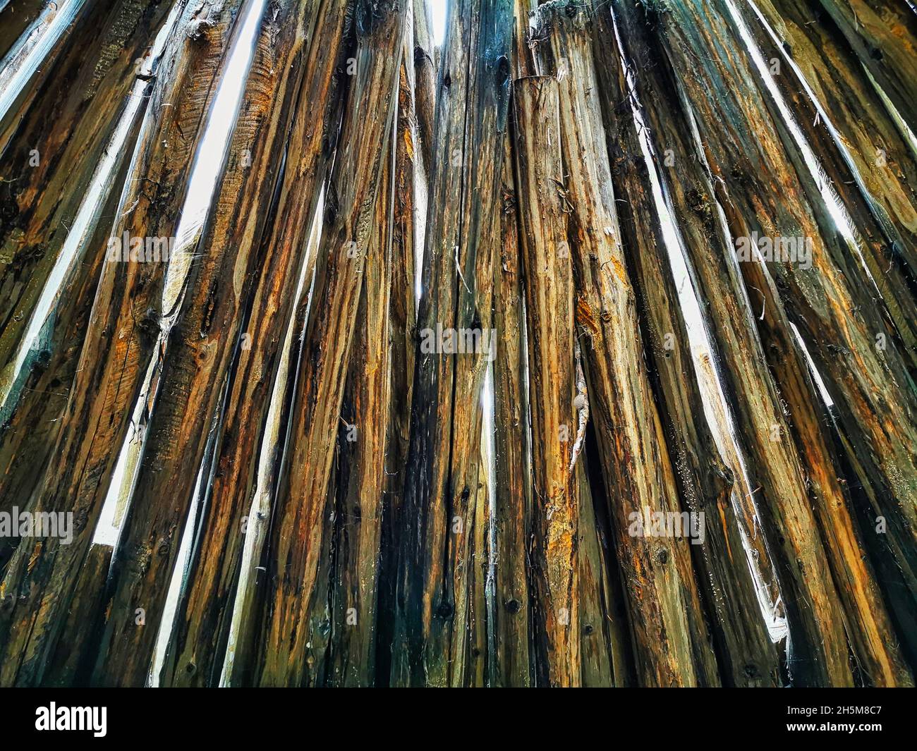 Inner walls of a traditional Sami tent/cabin (lavvu) made of spruce ...