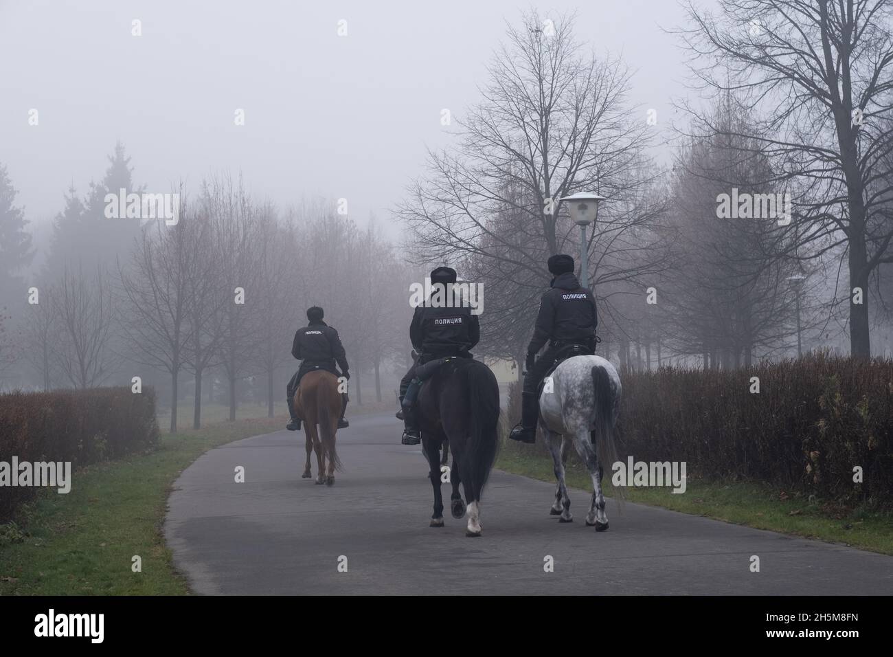A heavy fog in the forest. High quality photo Stock Photo - Alamy