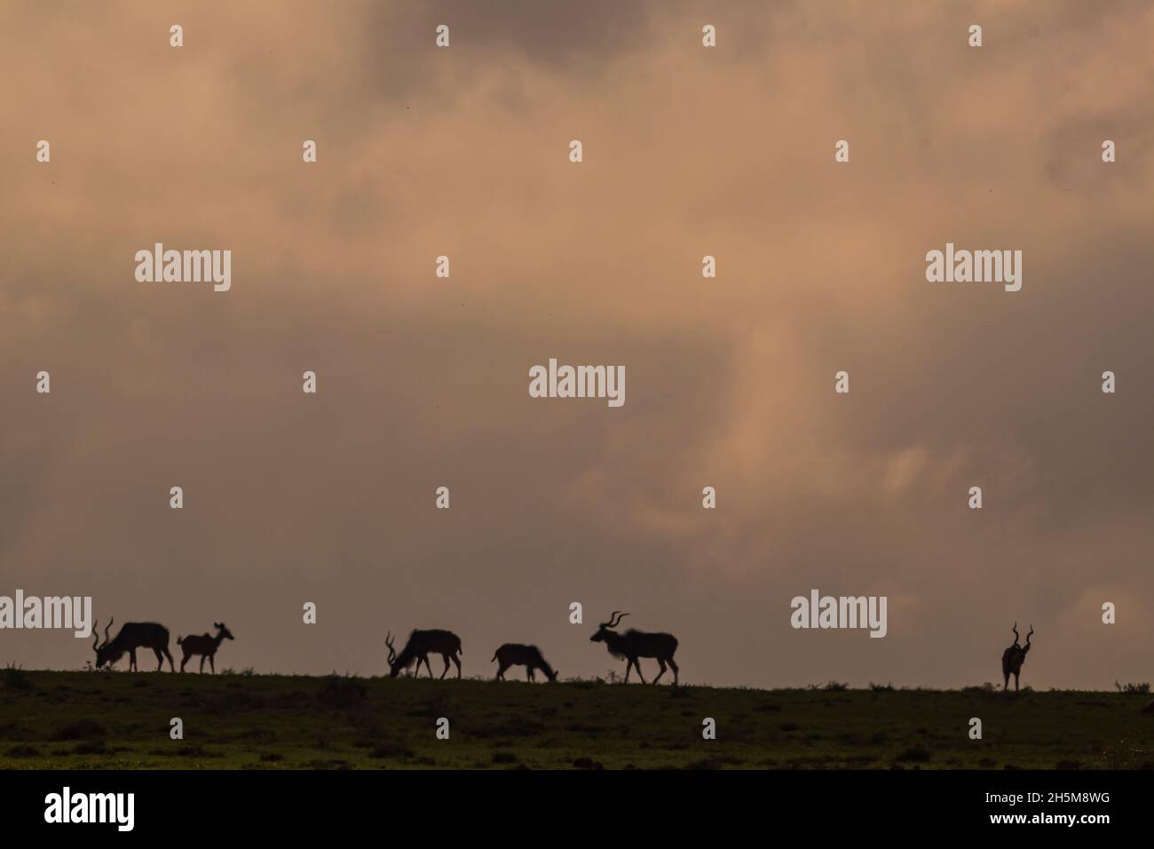 African animals silhouette hi-res stock photography and images - Alamy