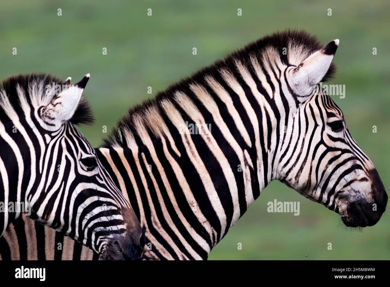 Close-up of mare or female Burchell's (Equus quagga burchellii) zebra ...