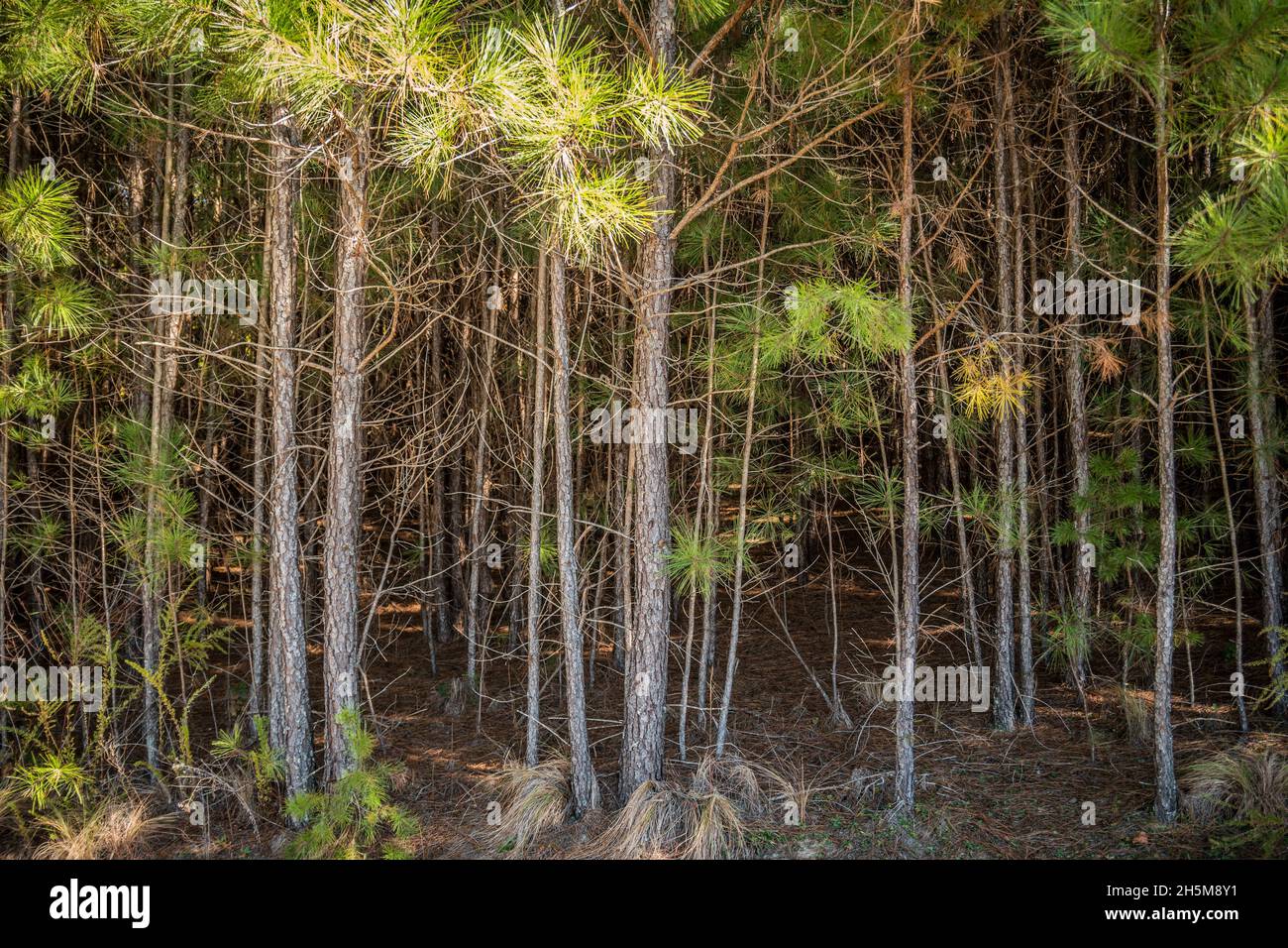 Trees bunched together hi-res stock photography and images - Alamy