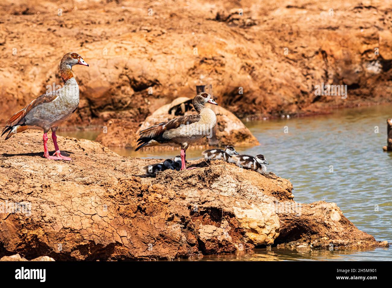 South african geese hi-res stock photography and images - Alamy