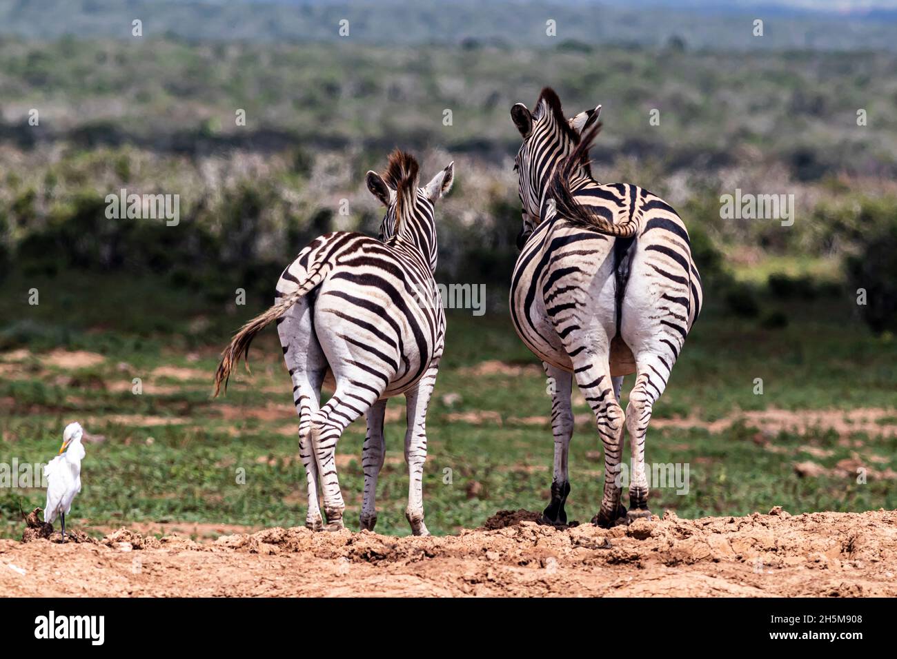 A rear view of Burchell's zebra (Equus quagga burchellii), a female and ...