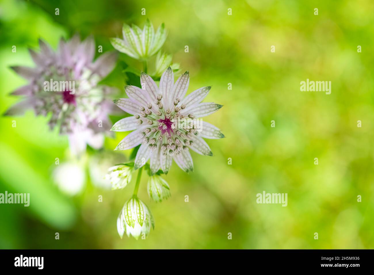great masterwort, Astrantia major, flower in the mountain in spring ...