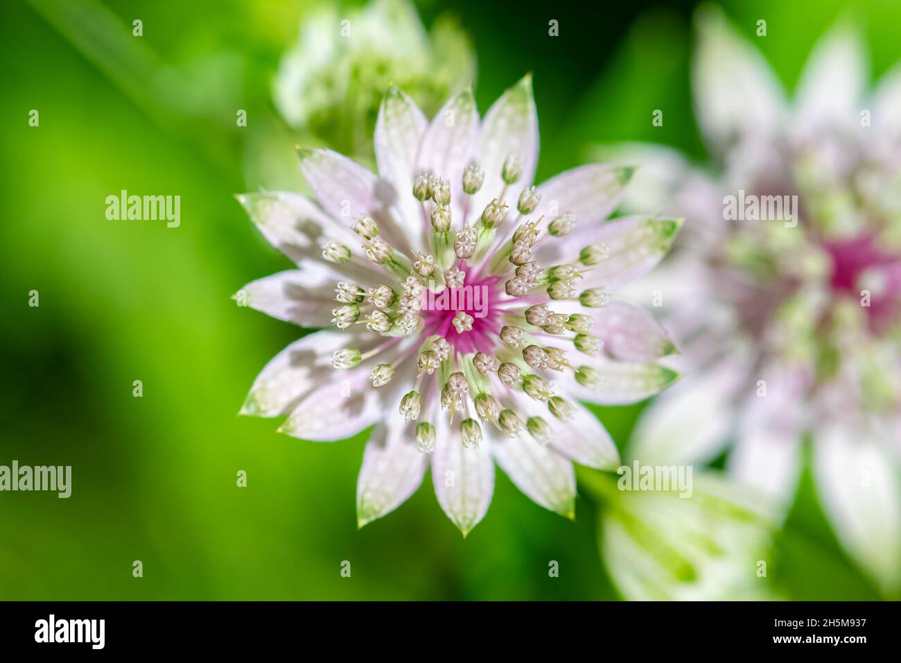 great masterwort, Astrantia major, flower in the mountain in spring ...