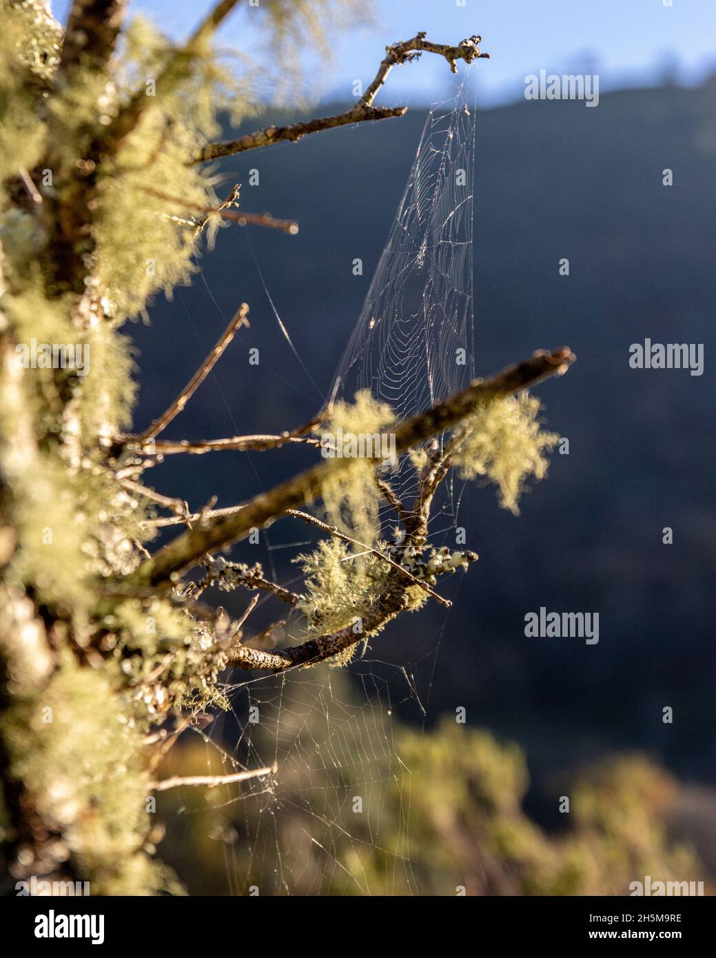 Cobwebs On A Tree High Resolution Stock Photography and Images - Alamy