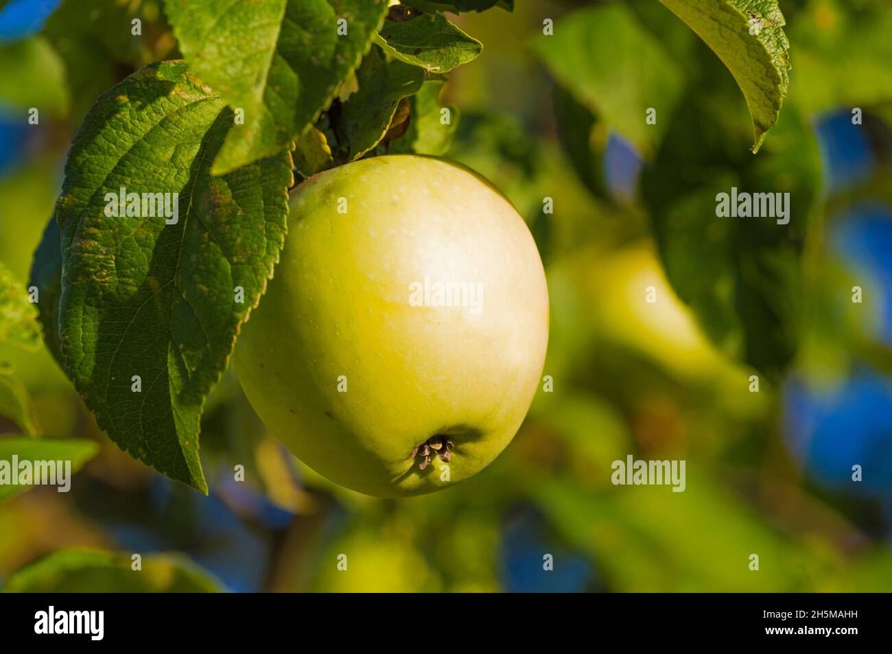 Big green apple hi-res stock photography and images - Alamy