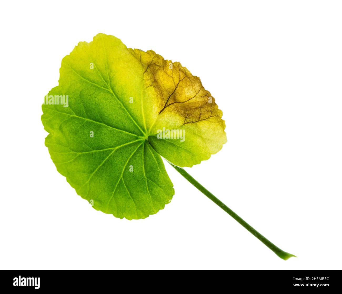 green leaf of geranium withered limp sick on one side Stock Photo - Alamy