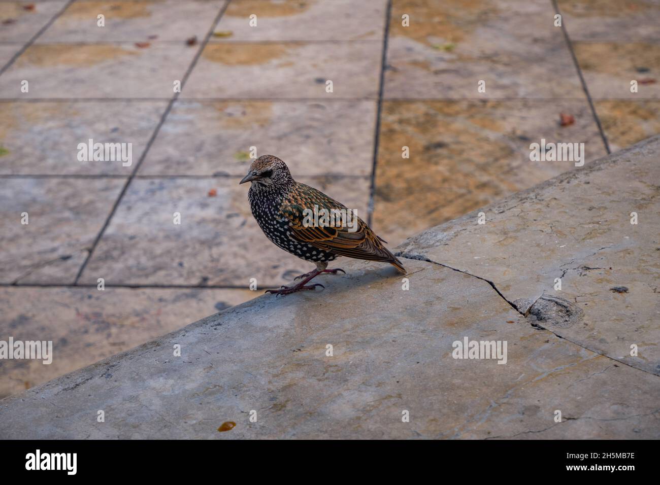 Brown Little Bird with White Spots - Paris, France Stock Photo - Alamy