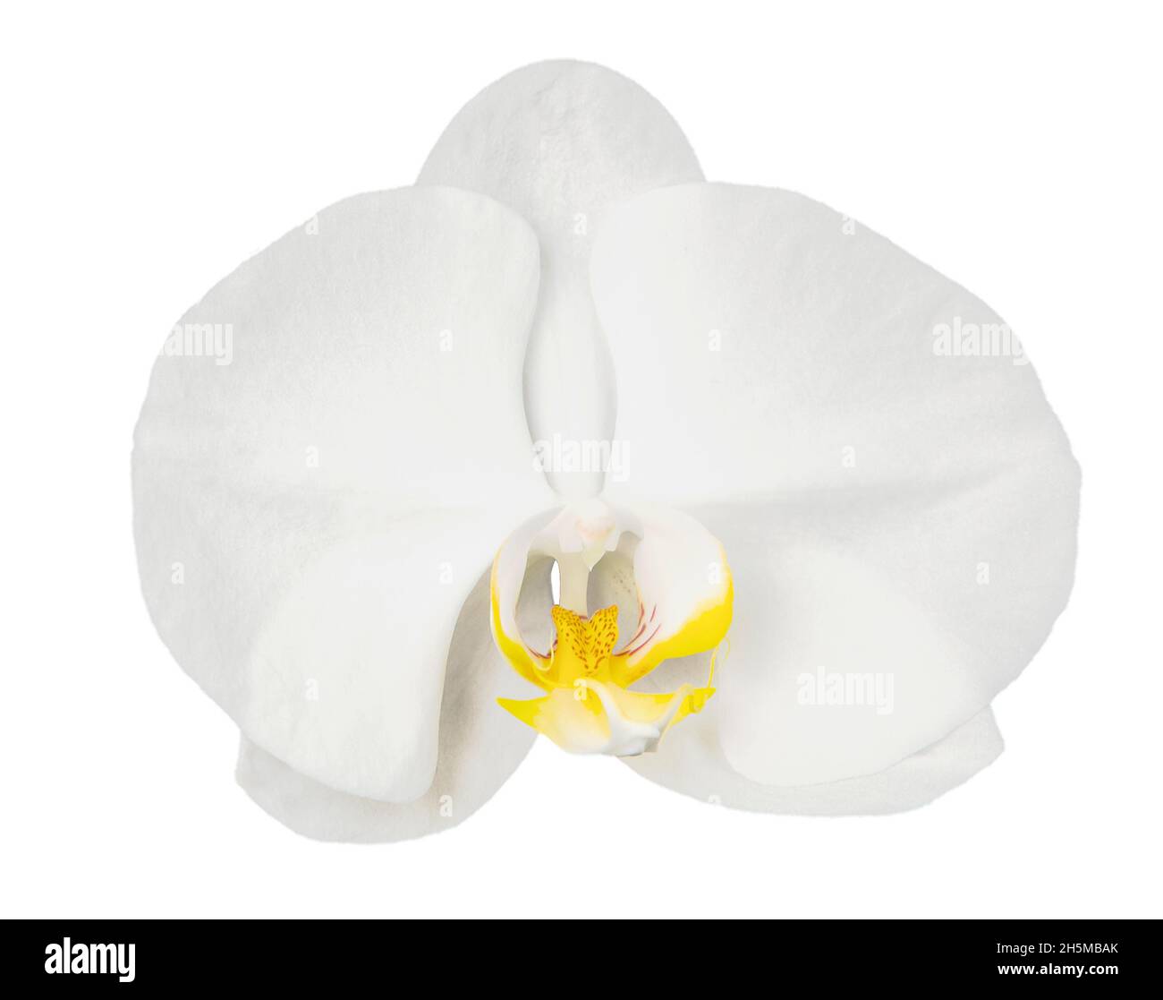 Beautiful white orchid single flower isolated on white background Stock ...