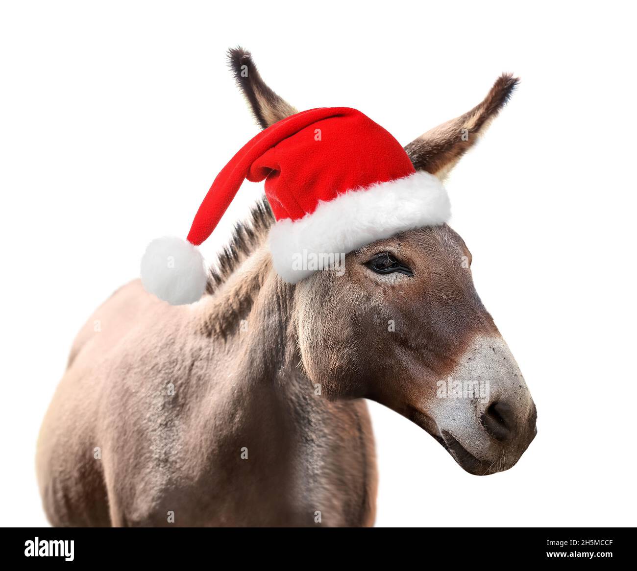 Cute donkey in Santa Claus hat on white background Stock Photo - Alamy