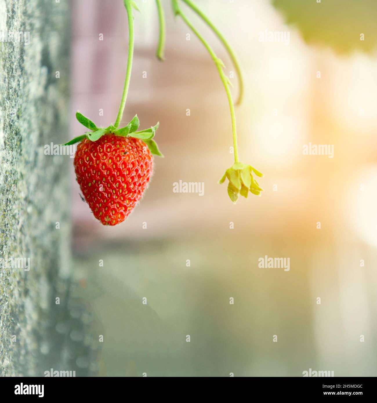 Strawberry detail in warm summer colors Stock Photo - Alamy