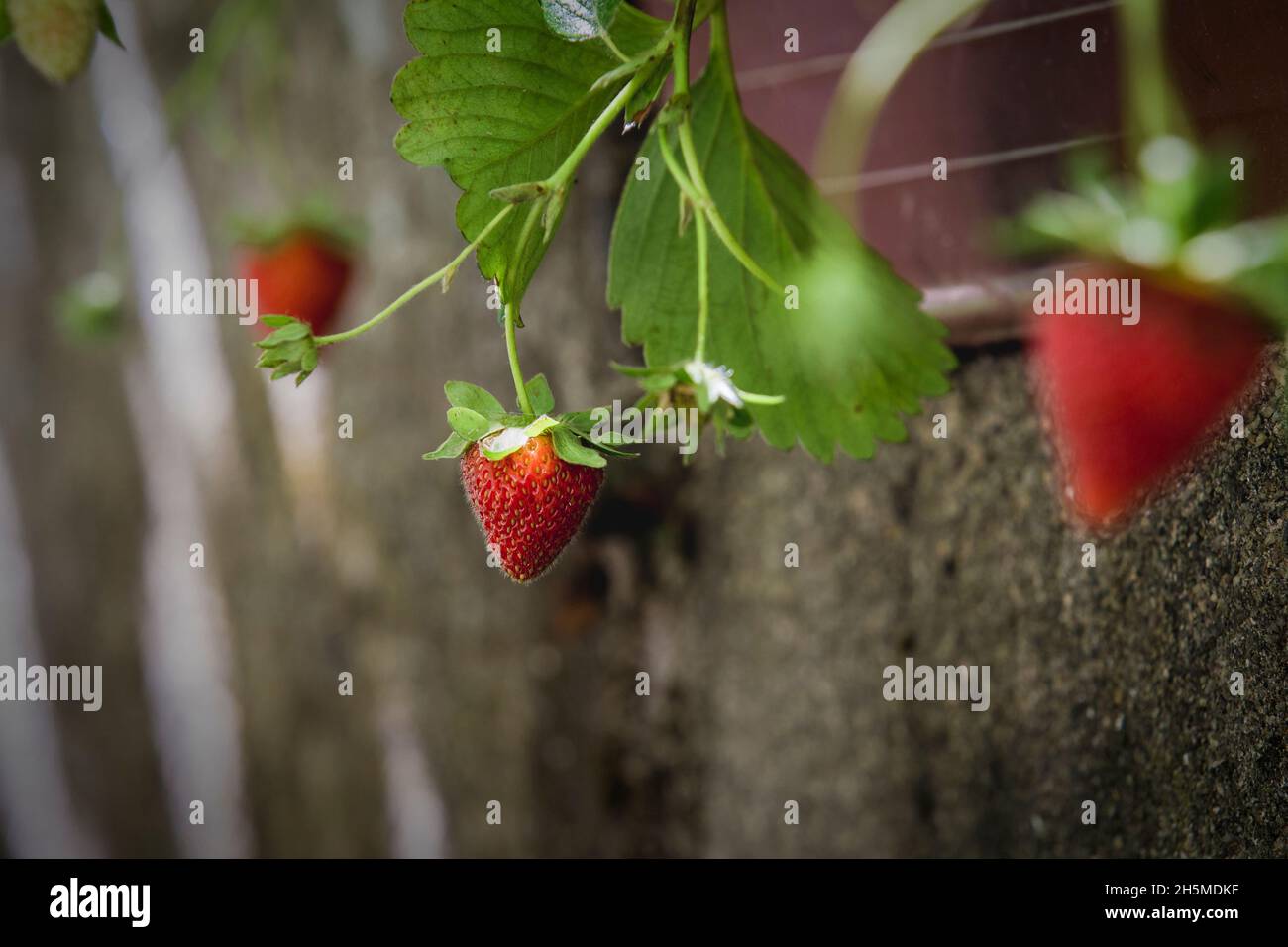 Strawberry detail in warm summer colors Stock Photo - Alamy