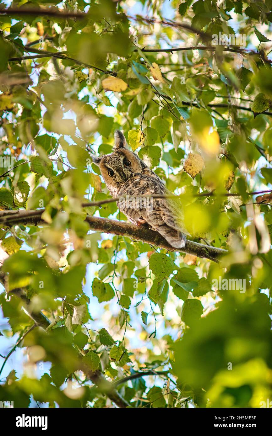 Long-eared owl sitting in a birch tree. High quality photo Stock Photo ...