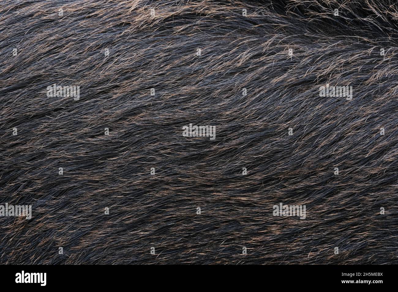 Close up on gray wild boar hair. Animal fur banner Stock Photo - Alamy