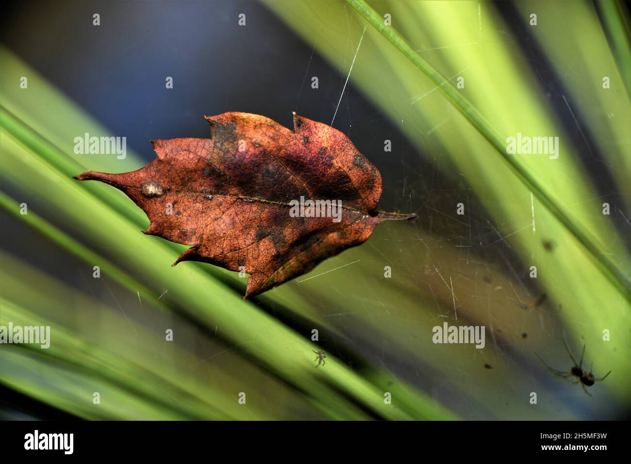 Racking leaves hi-res stock photography and images - Alamy