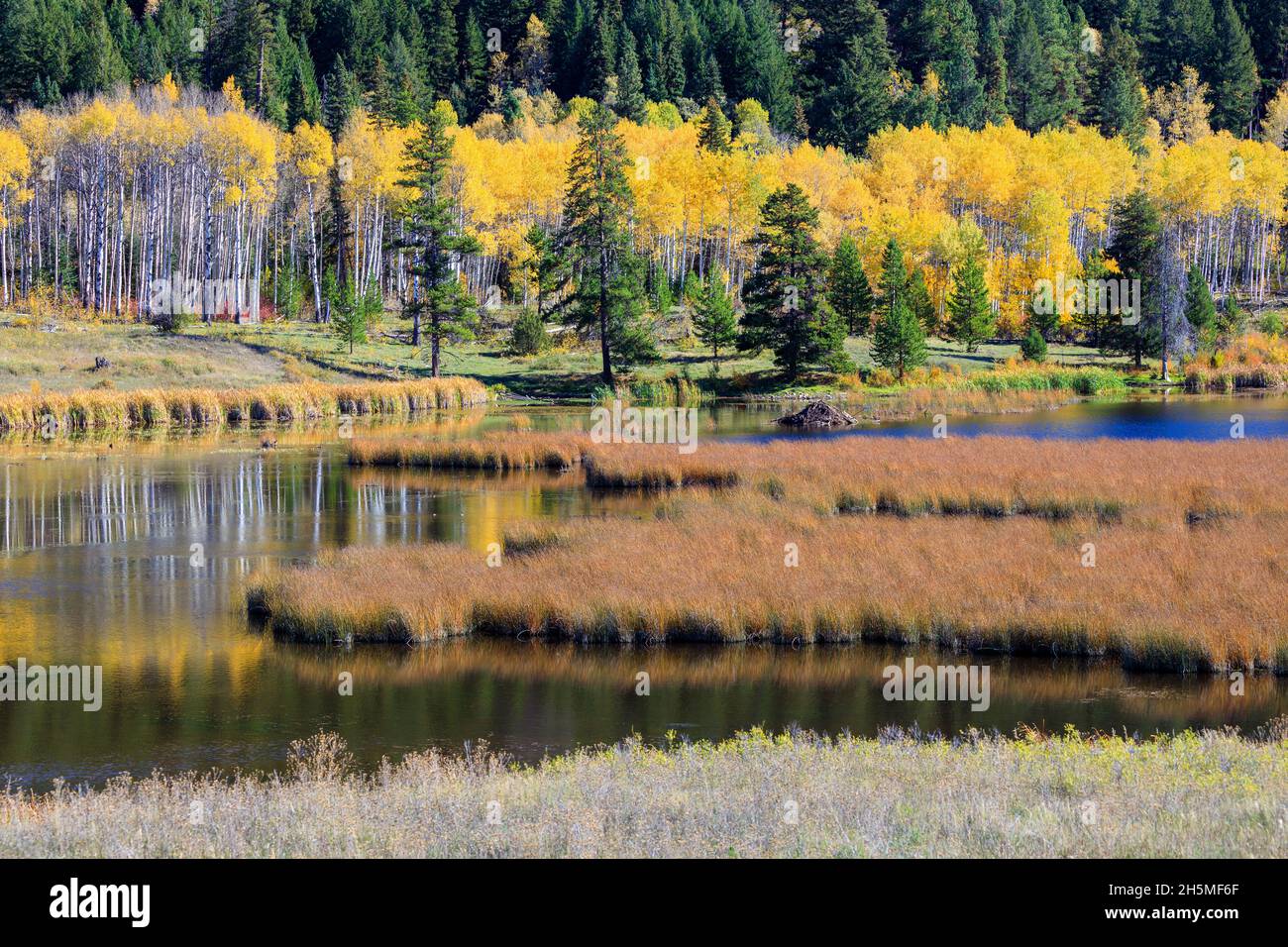 View of autumn landscape of a wetland marsh near Aspen Grove from ...