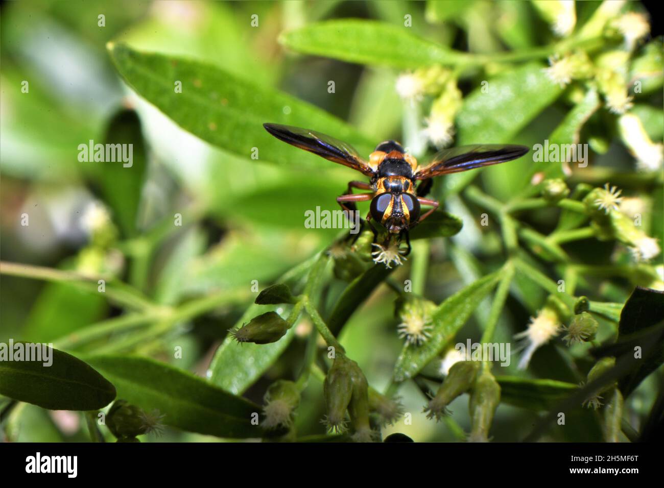 A mason wasp Stock Photo - Alamy