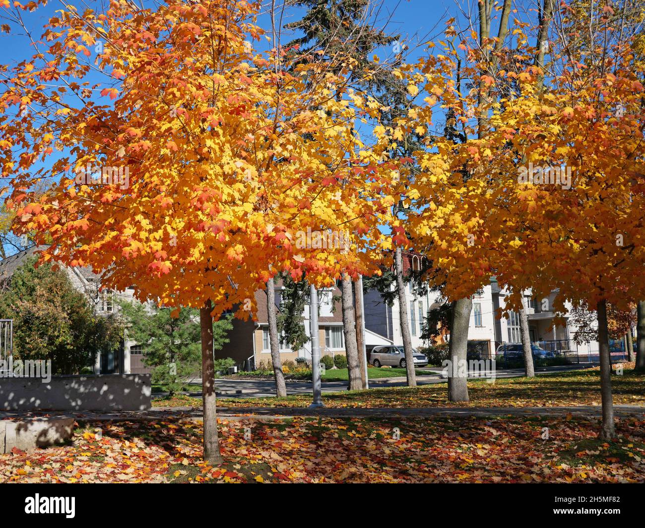 Maple Trees in brilliant golden yellow on a residential street Stock ...