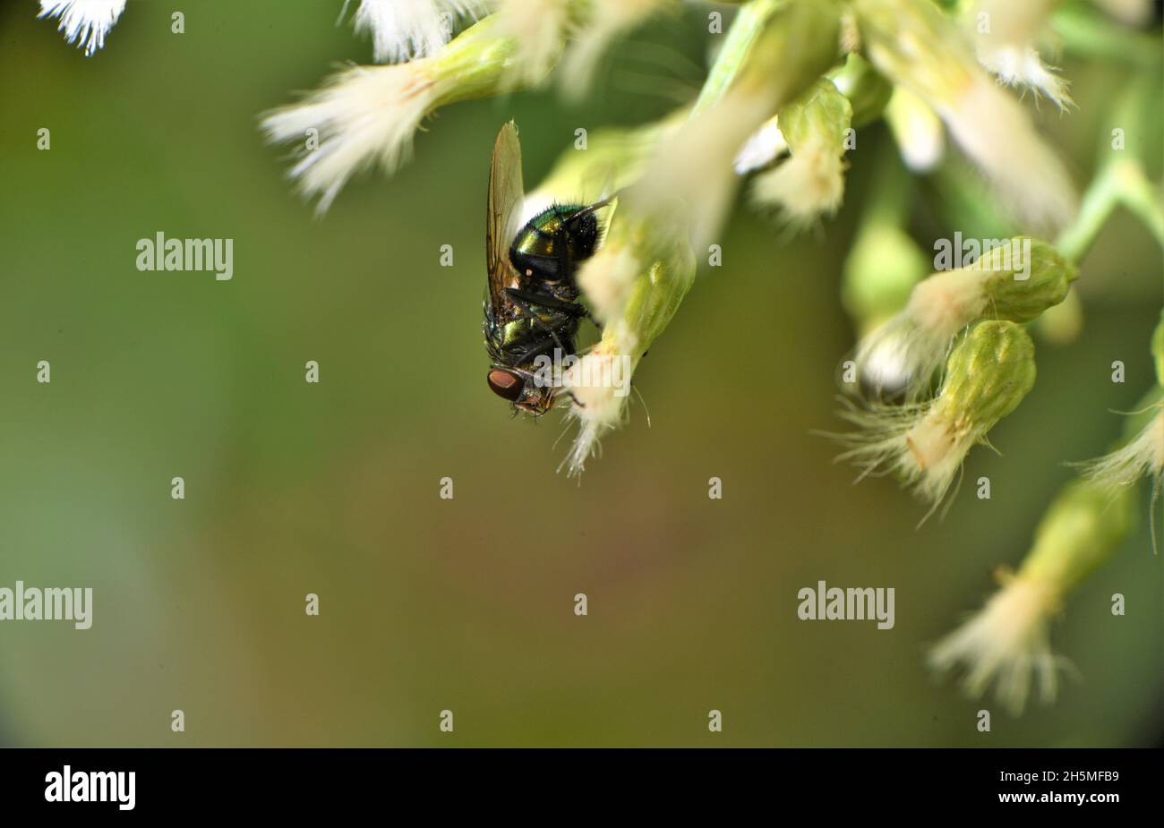 Green body translucent wings hi-res stock photography and images - Alamy