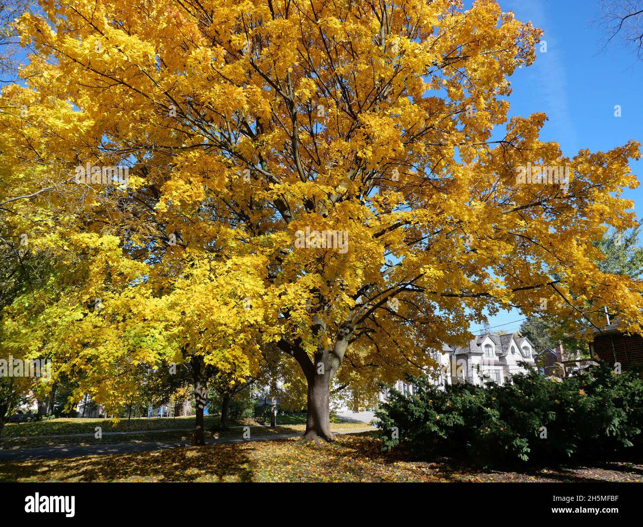 Norway maple tree hi-res stock photography and images - Alamy
