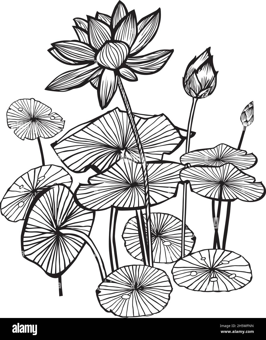 Vector black and white lotus tropical flowers and leaves water lily ...