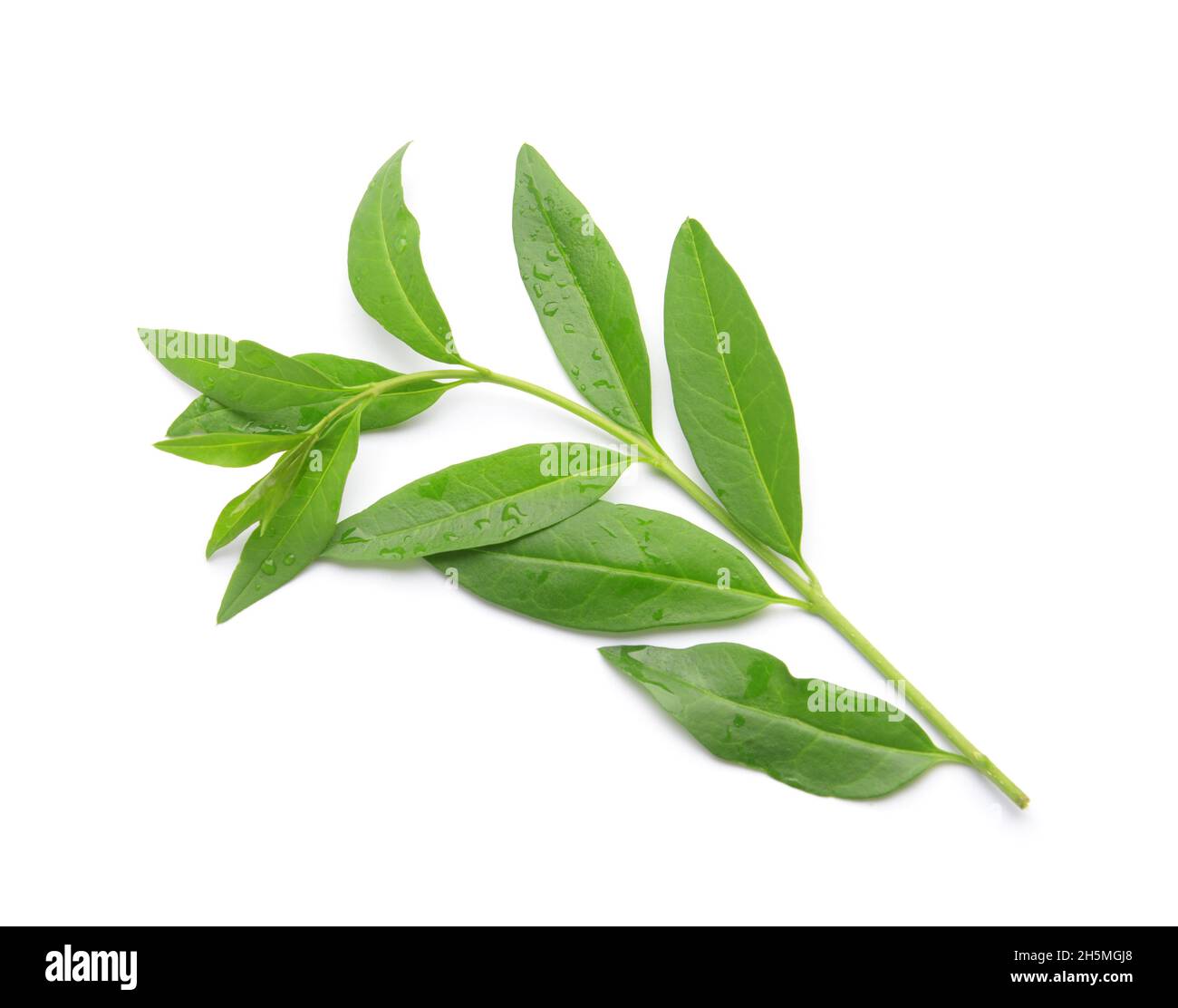 Branch with green leaves isolated on white Stock Photo - Alamy