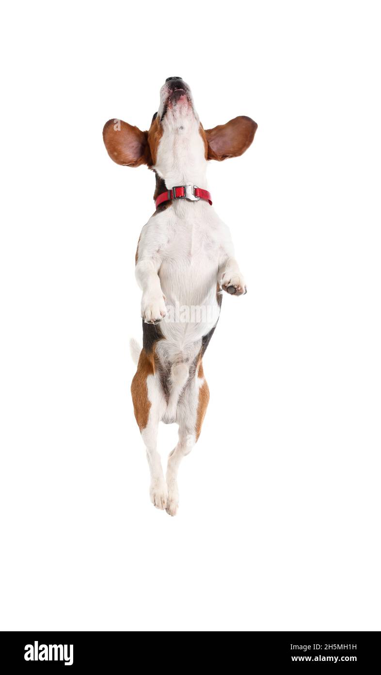Cute Beagle dog jumping on white background Stock Photo - Alamy
