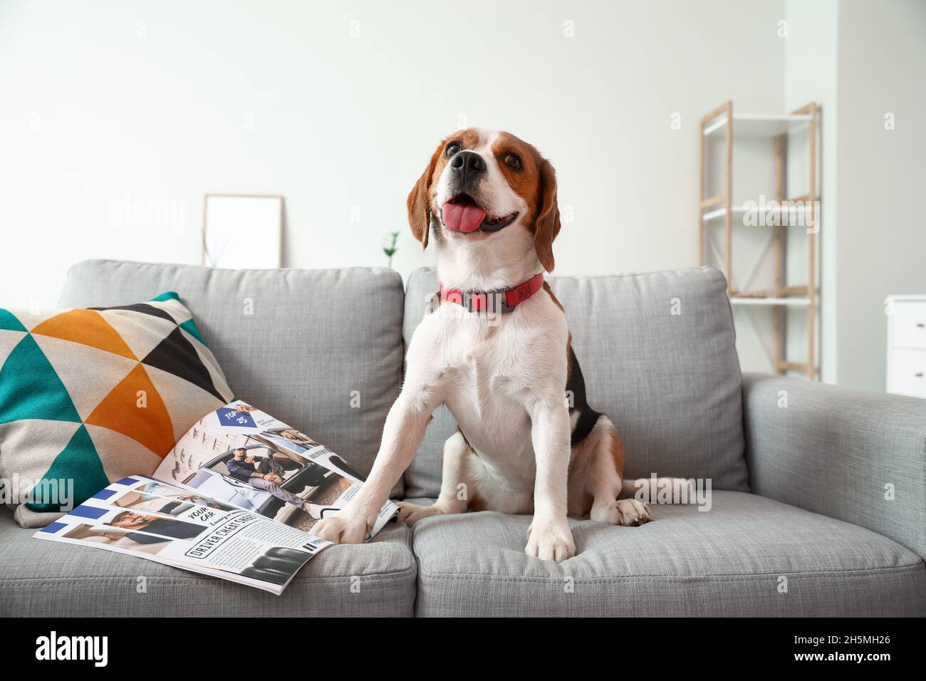 Cute Beagle dog with magazine sitting on sofa at home Stock Photo - Alamy