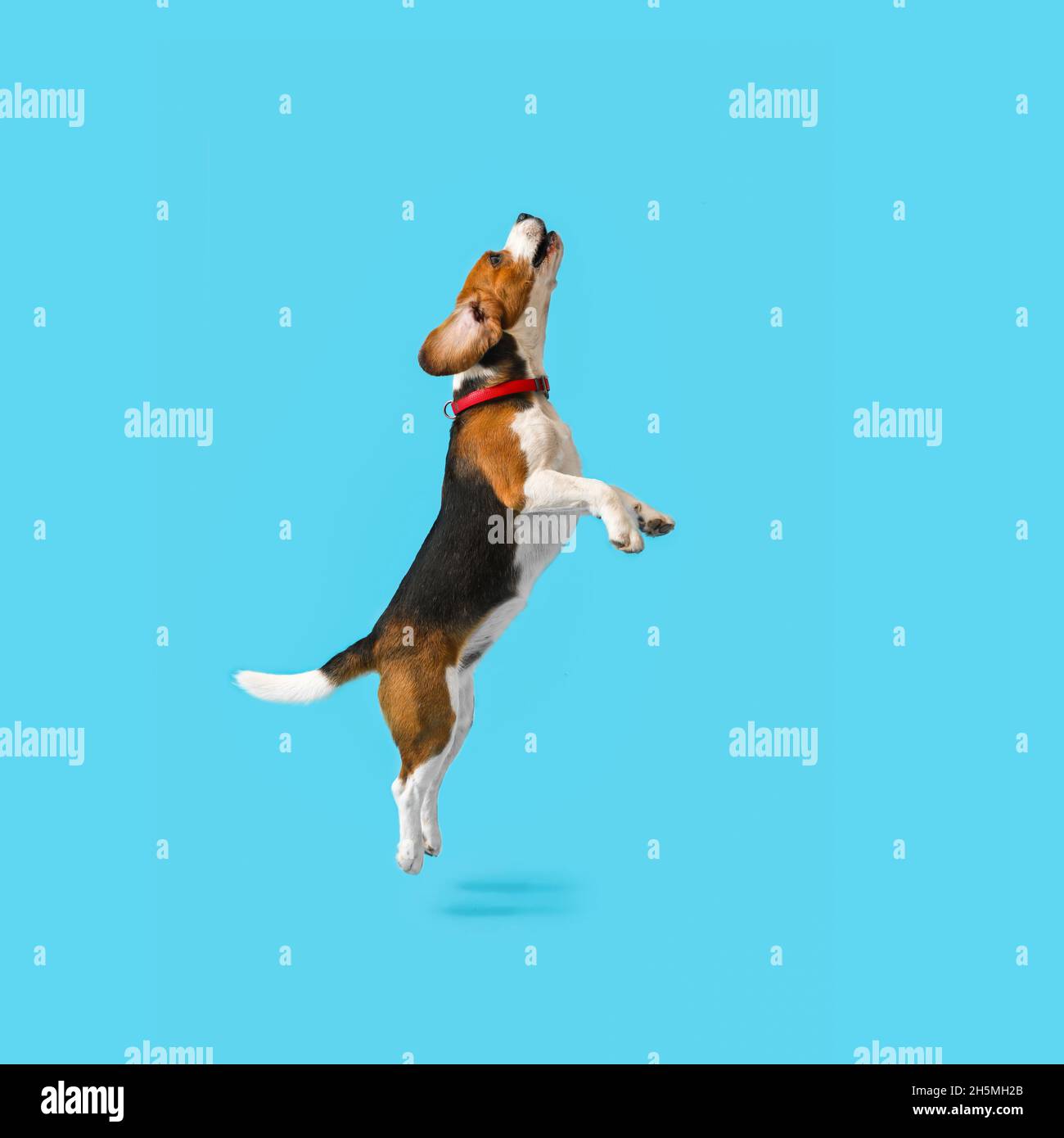 Cute Beagle dog jumping on blue background Stock Photo - Alamy