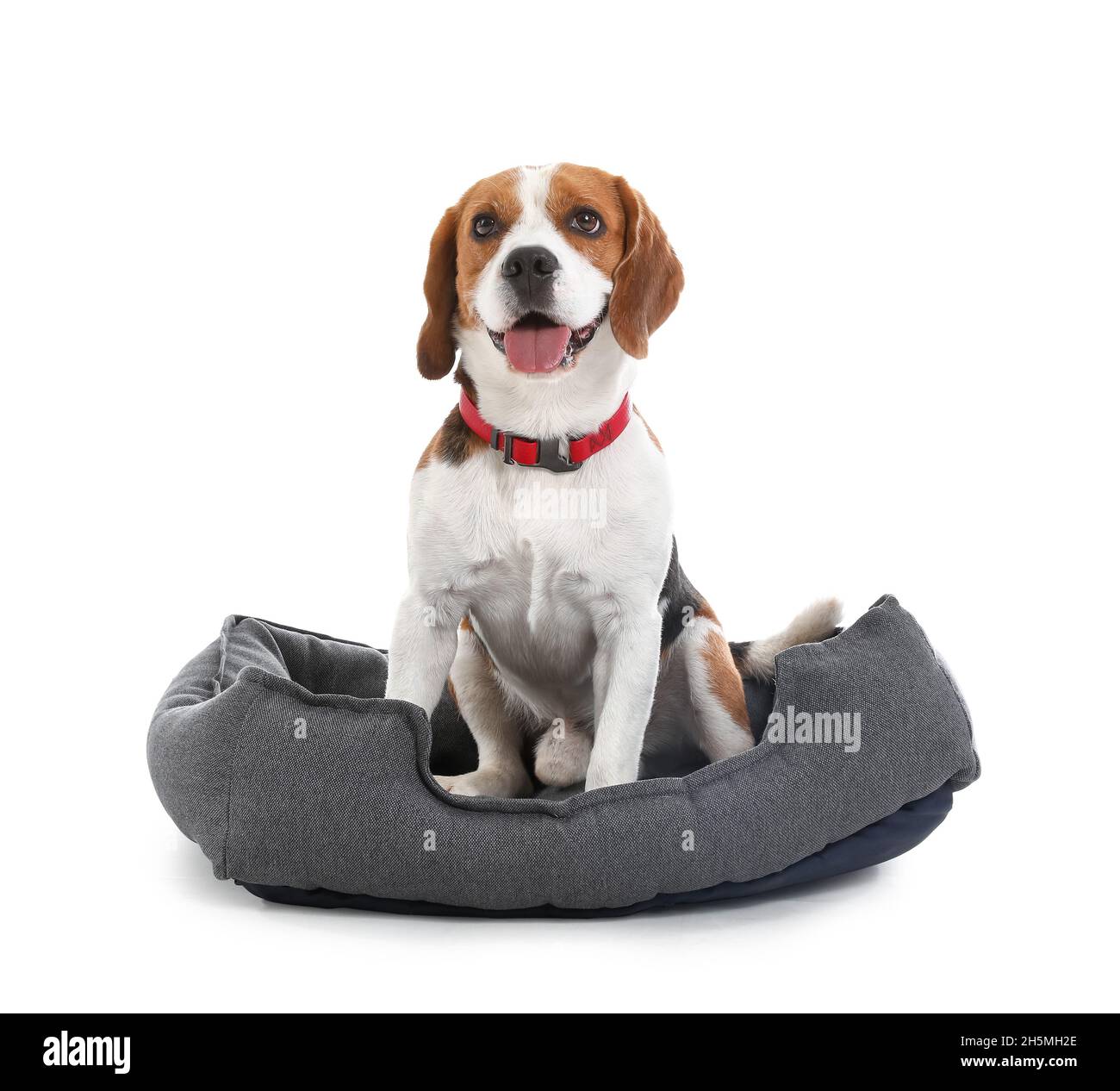 Cute Beagle dog sitting in pet bed on white background Stock Photo - Alamy