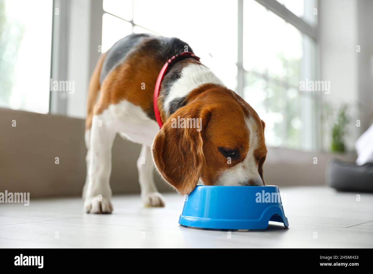 Cute Beagle dog eating food from blue bowl at home Stock Photo - Alamy