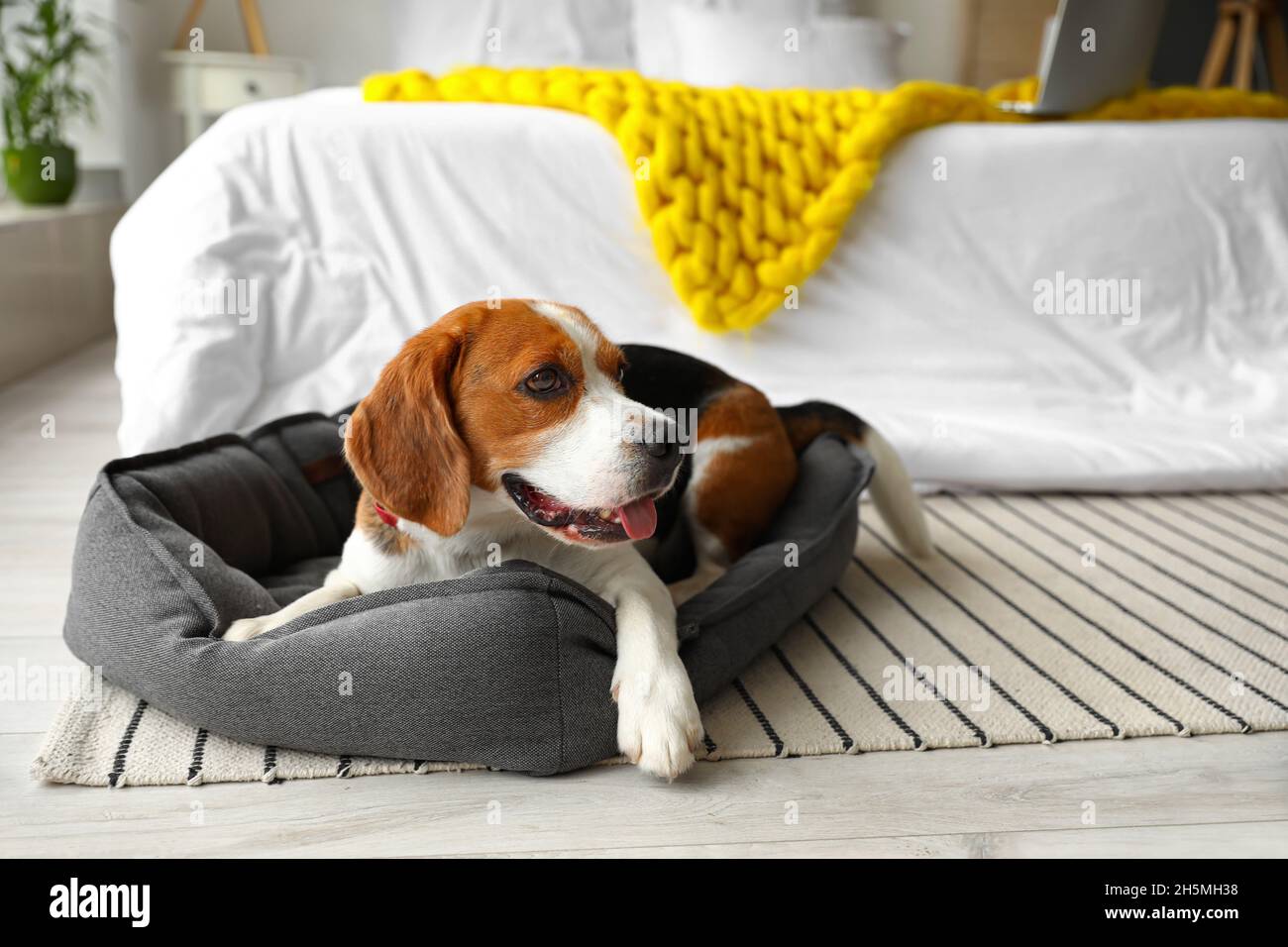 Beagle in comfortable home hi-res stock photography and images - Alamy