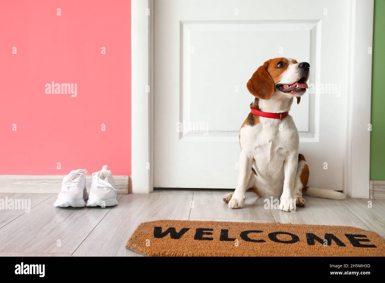 Cute Beagle dog sitting near door at home Stock Photo - Alamy