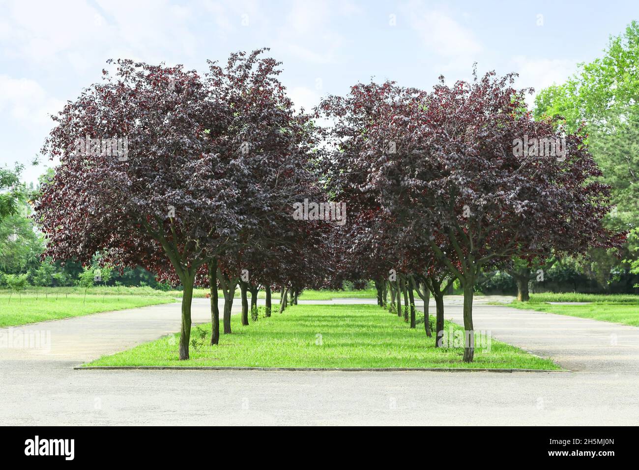 Rowan alley in beautiful city park Stock Photo - Alamy
