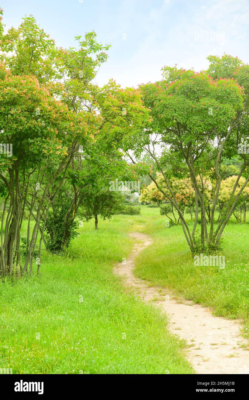 Pathway in beautiful city park Stock Photo - Alamy