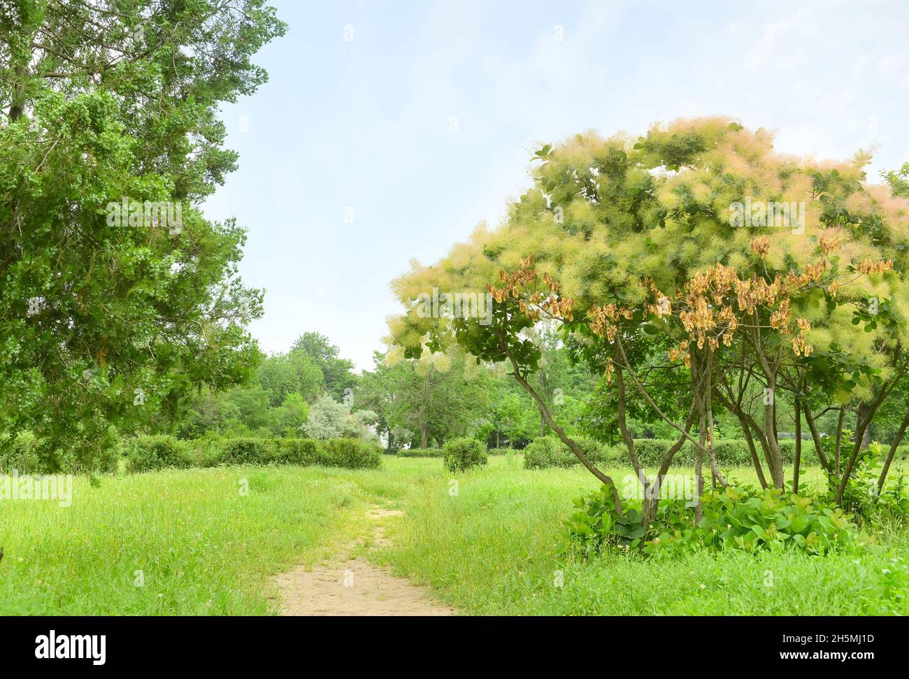 Pathway in beautiful city park Stock Photo - Alamy