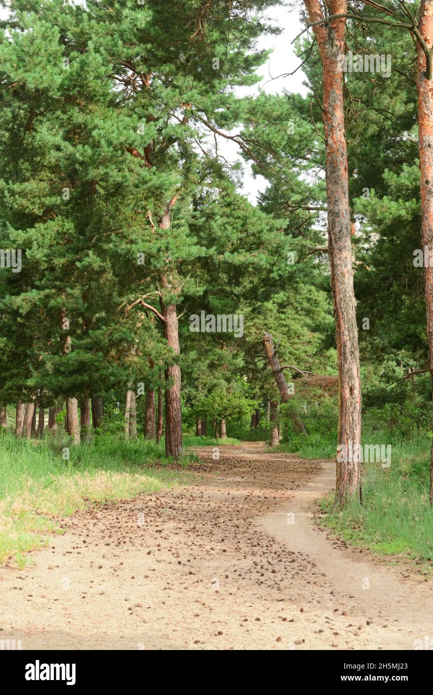 Pathway in beautiful coniferous forest Stock Photo - Alamy