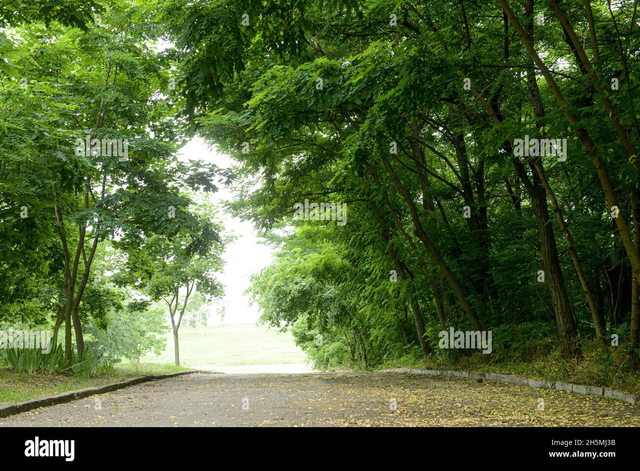 Tree alley in beautiful city park Stock Photo - Alamy