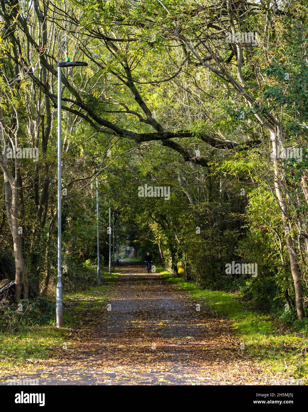 Cyclists ride through a tunnel of trees displaying autumn colours near ...