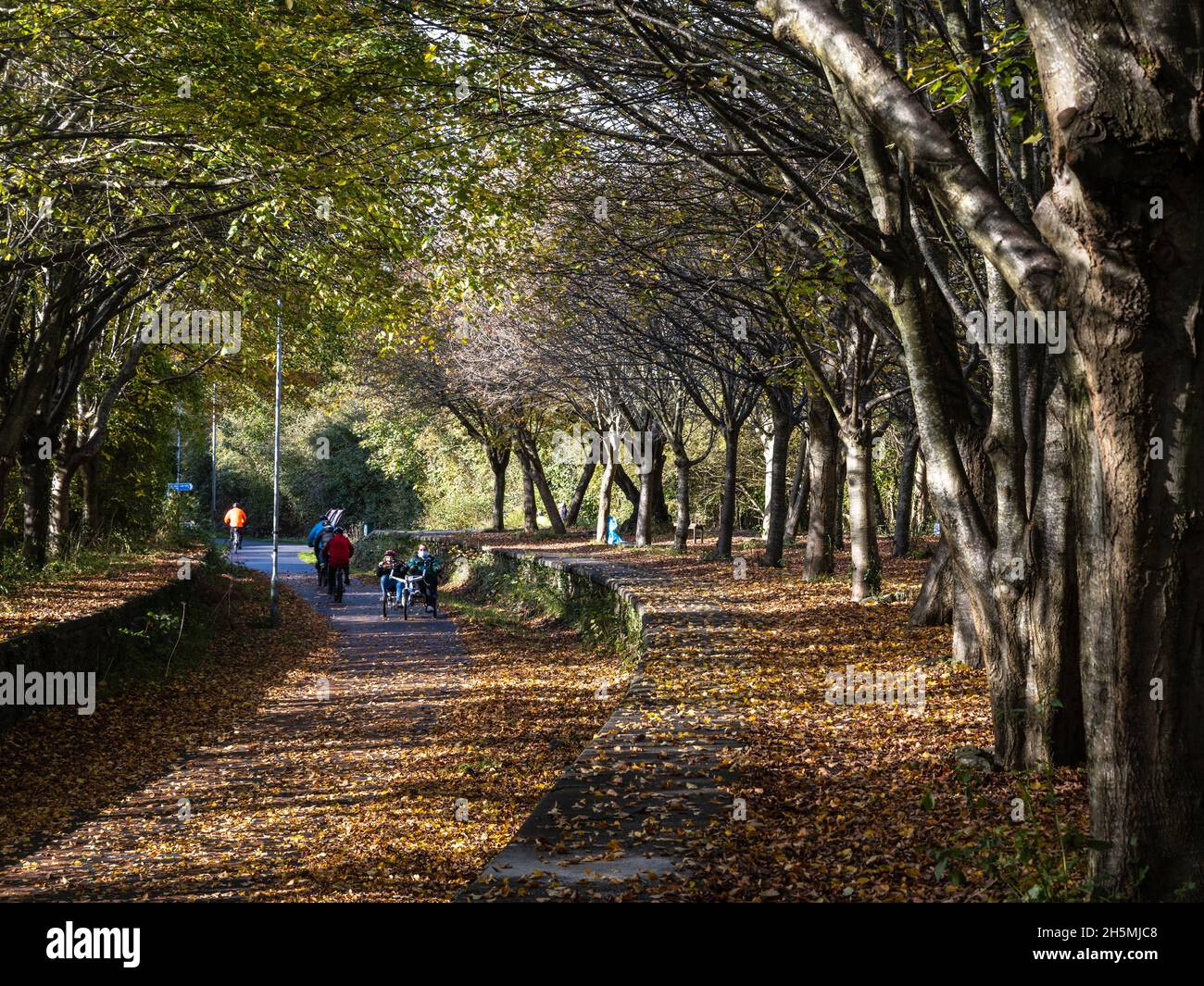 Cyclists ride past fallen leaves and trees displaying autumn colours at ...