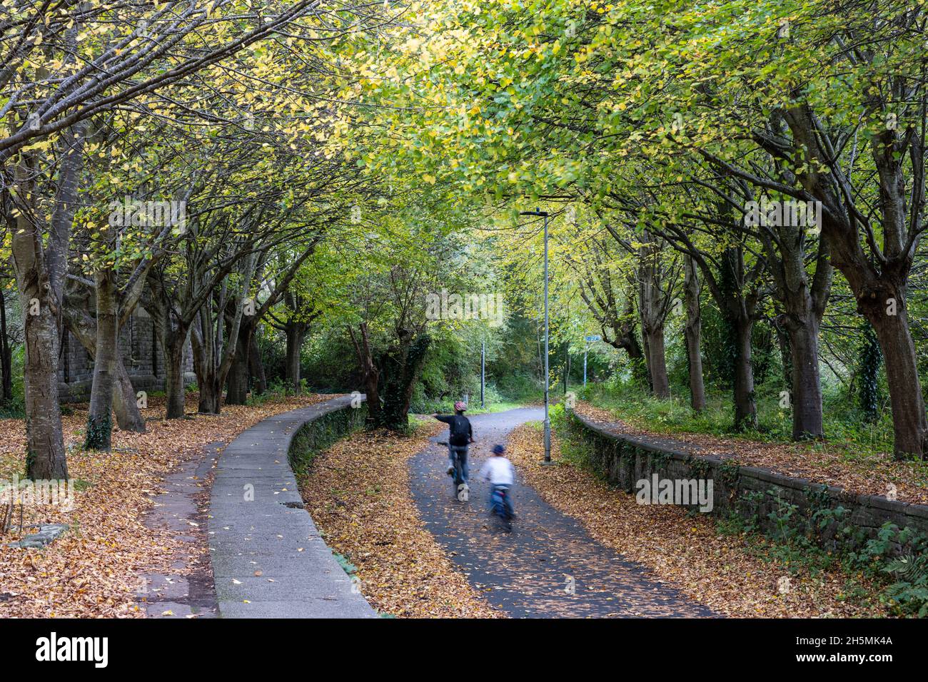 Cyclists ride past fallen leaves and trees displaying autumn colours at ...