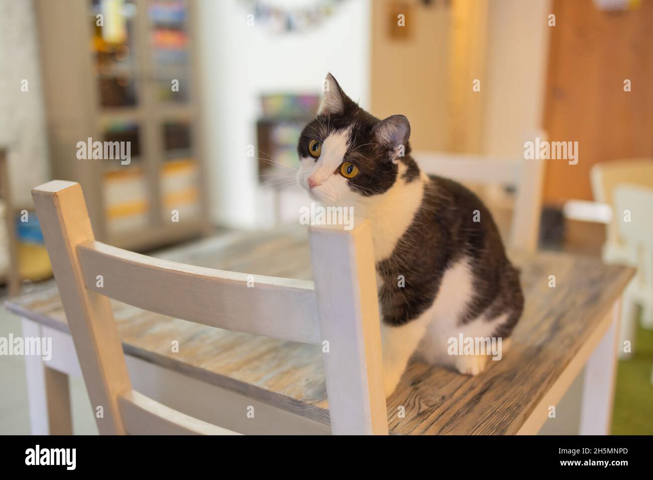Cute cat sitting on white chair in the room, close up Stock Photo - Alamy
