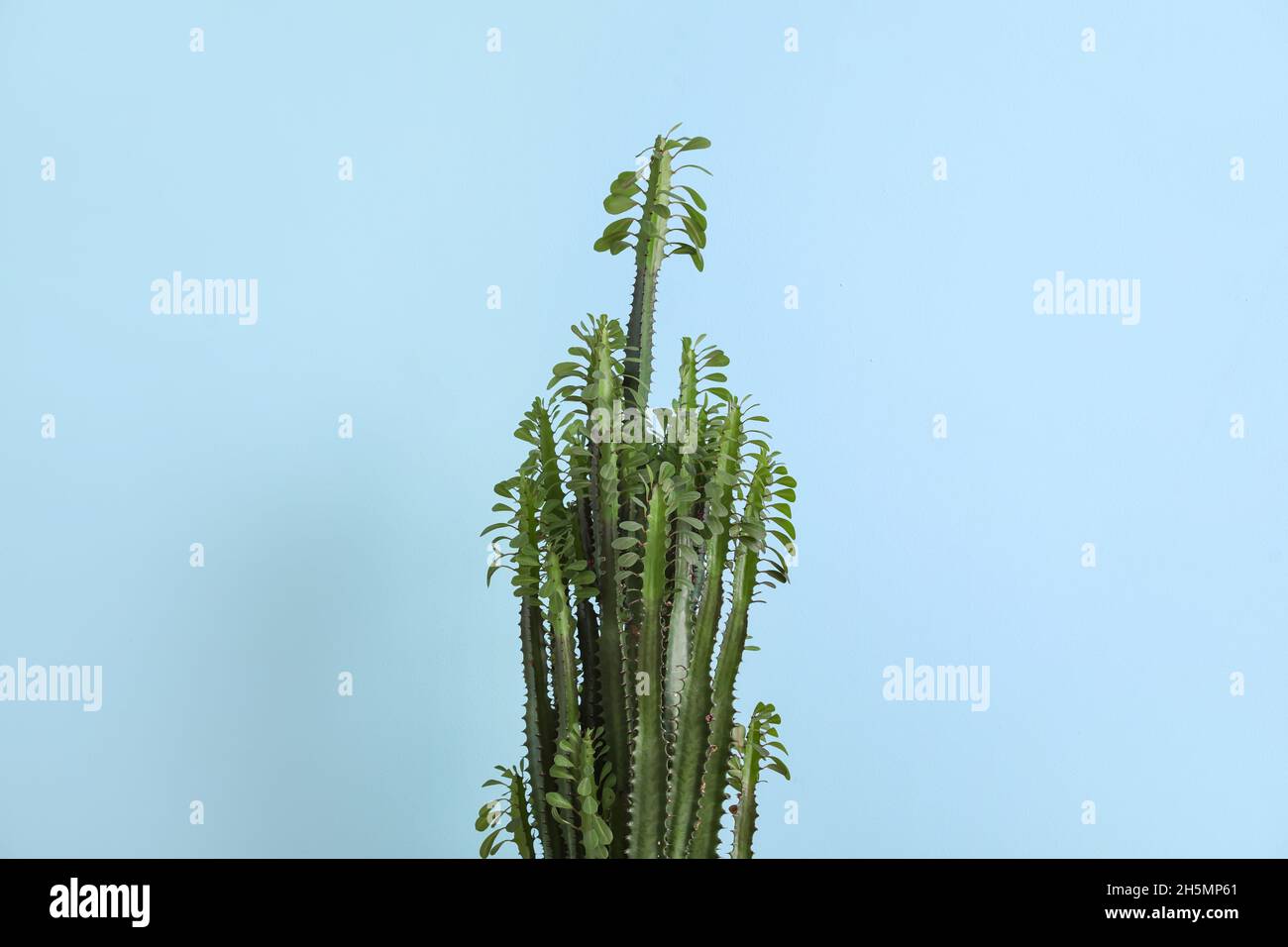 Big green cactus on blue background Stock Photo - Alamy
