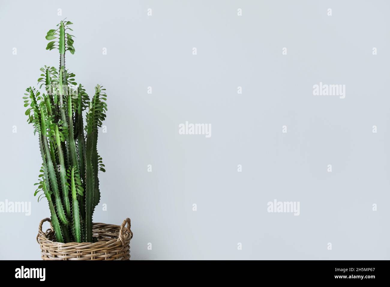 Green cactus in wicker basket near light wall Stock Photo - Alamy