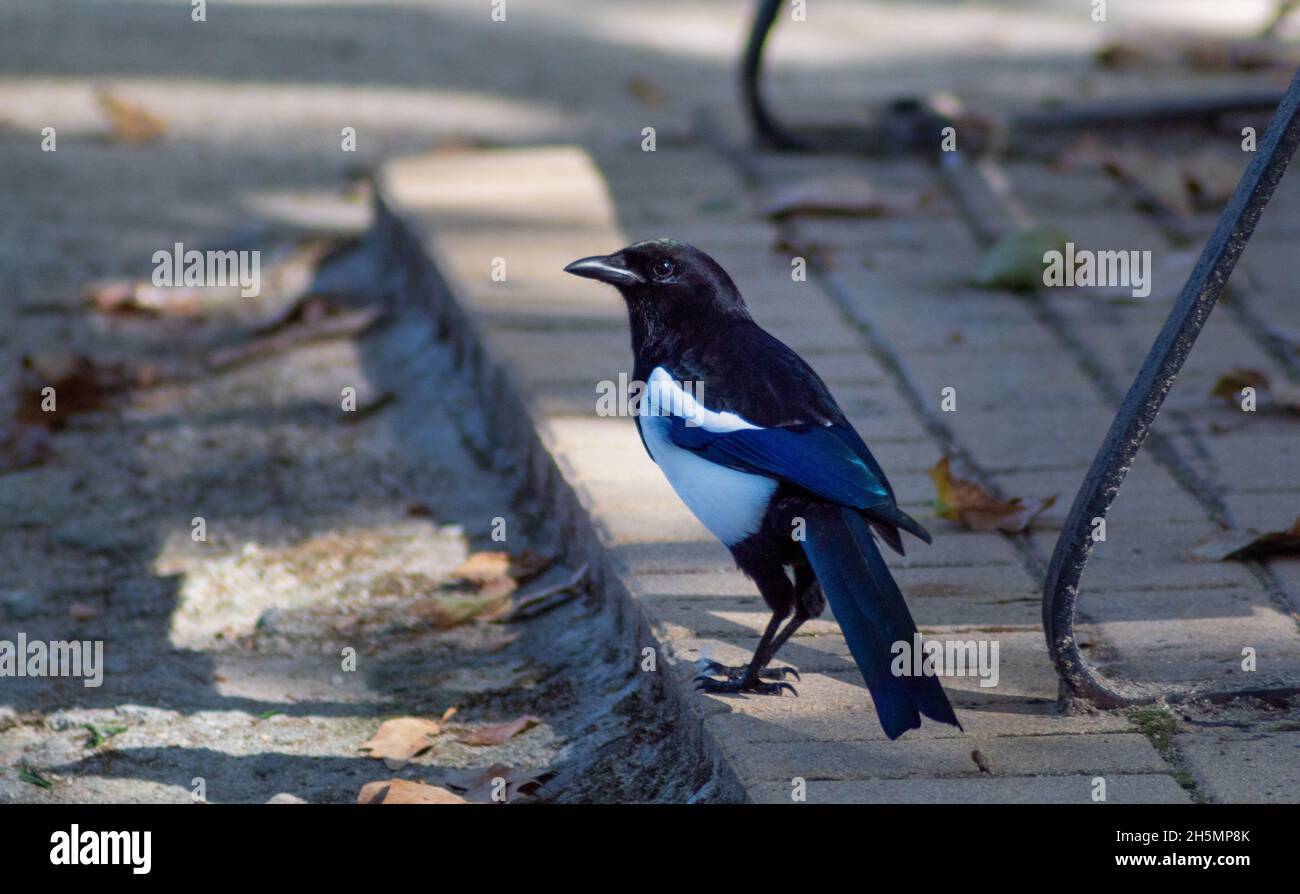 Magpie on street hi-res stock photography and images - Alamy