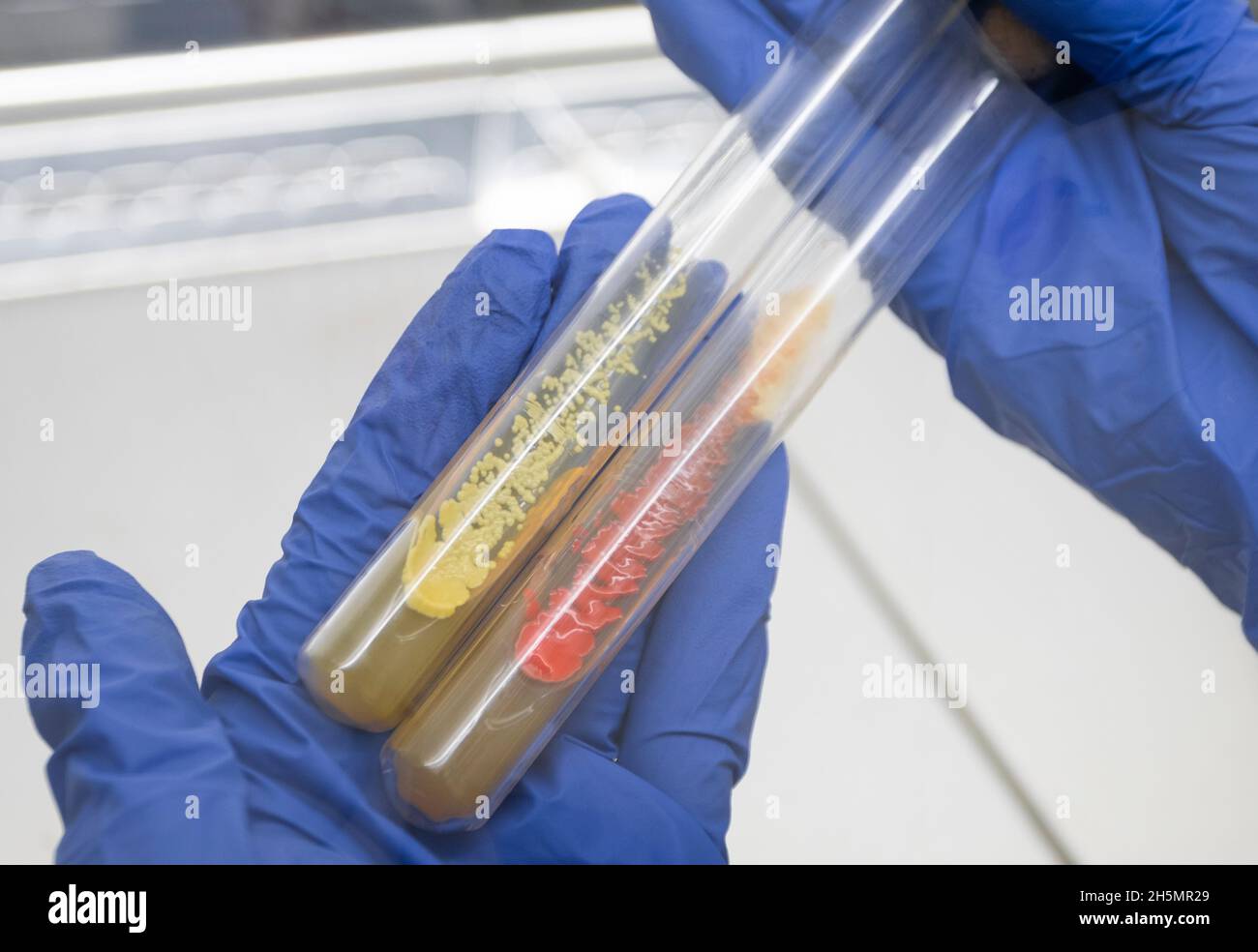 Scientist holds two glass test tubes with colored bacteria in his hands ...