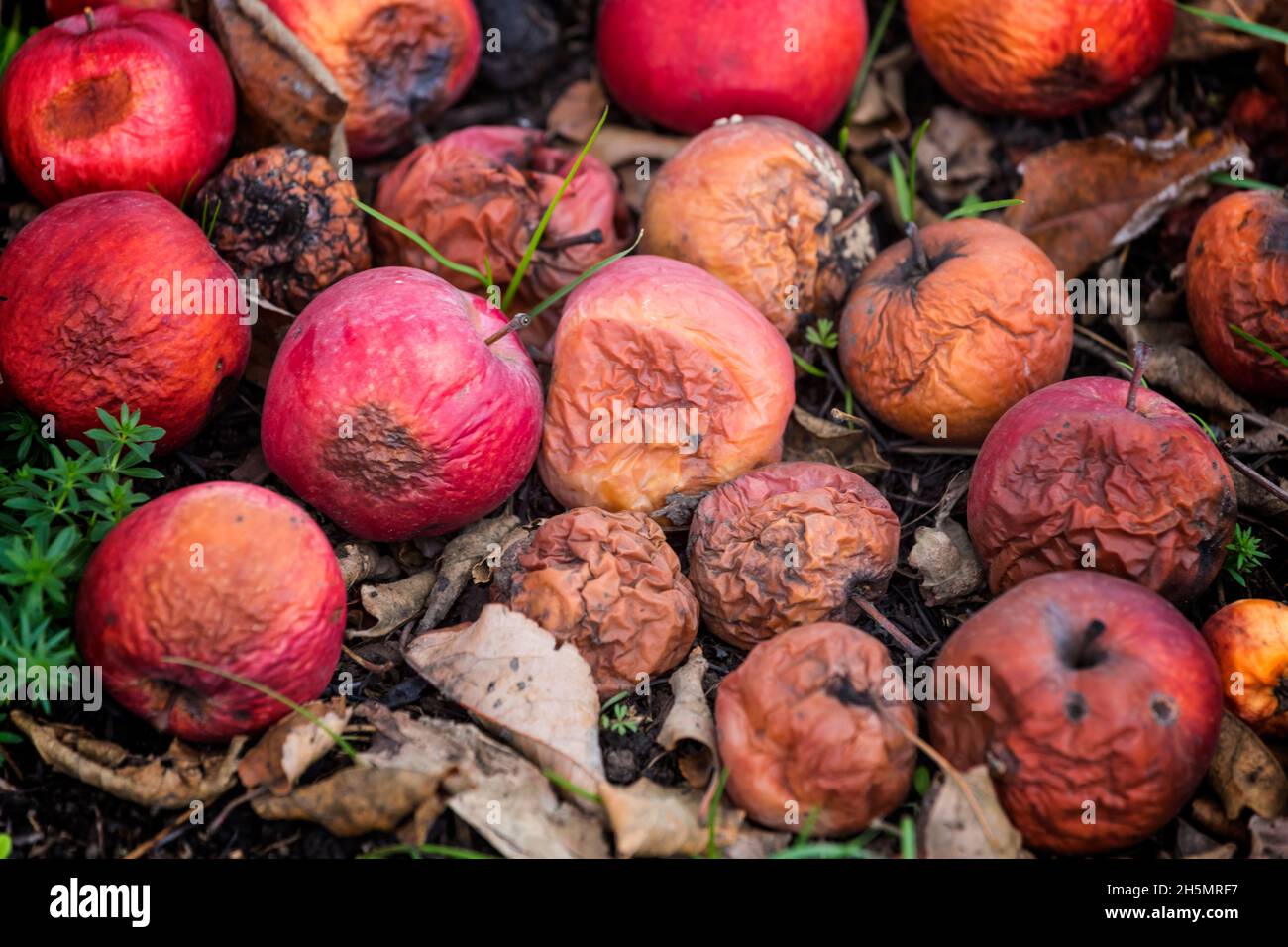 Old fallen apples on the ground hi-res stock photography and images - Alamy